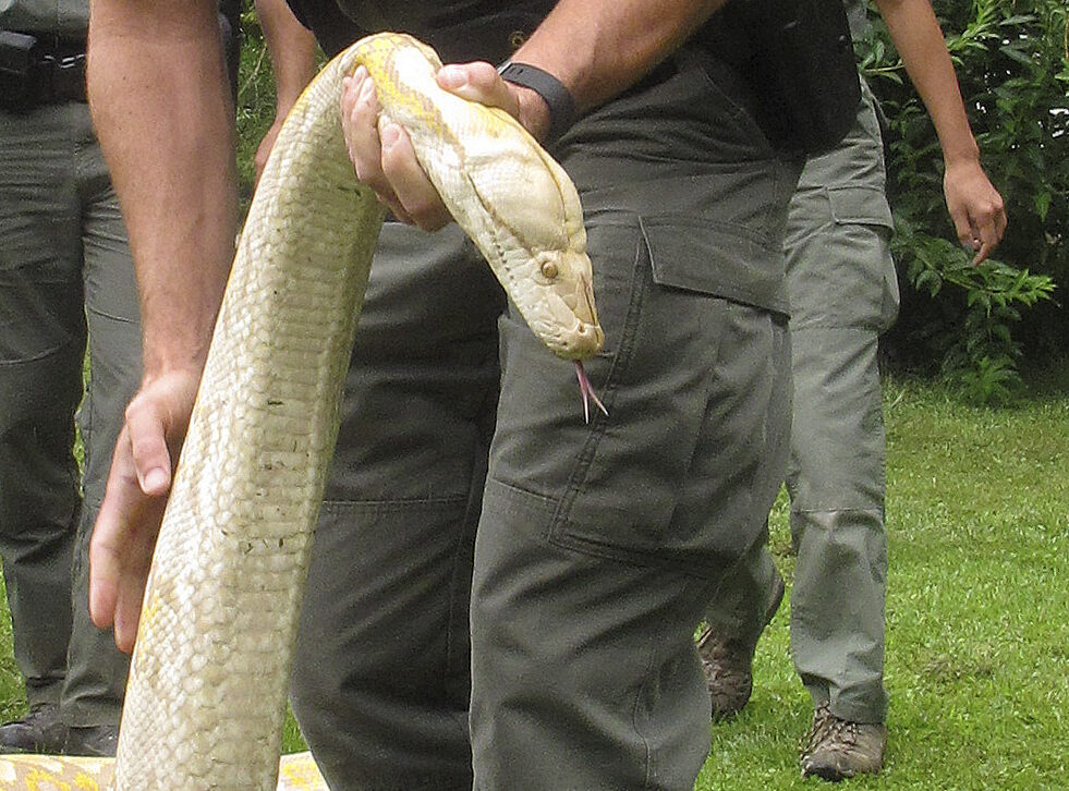 Massive python found in Oklahoma neighborhood – Newstalk KZRG