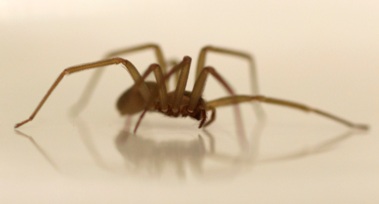 K-State entomologist receiving reports of black widow, brown recluse ...